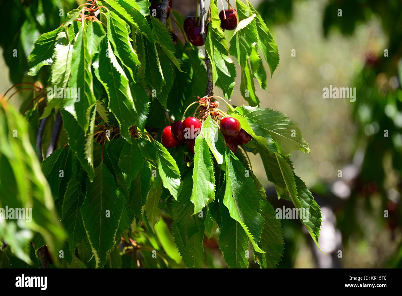 cherry in spain Stock Photo - Alamy