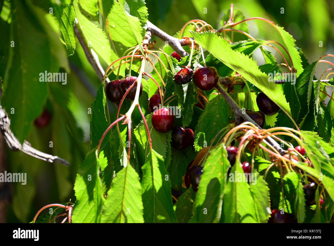 cherry in spain Stock Photo - Alamy