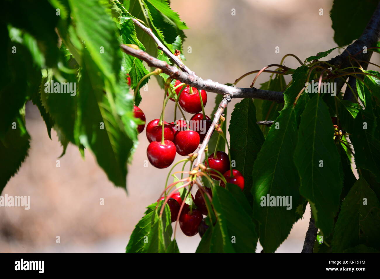 cherry in spain Stock Photo - Alamy