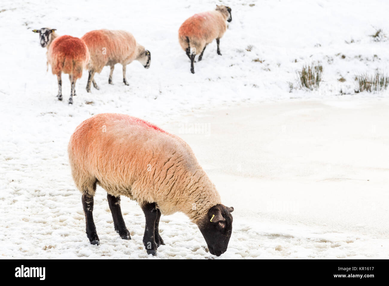 Sheep grazing around a frozen lake trying to drink in bitterly cold ...