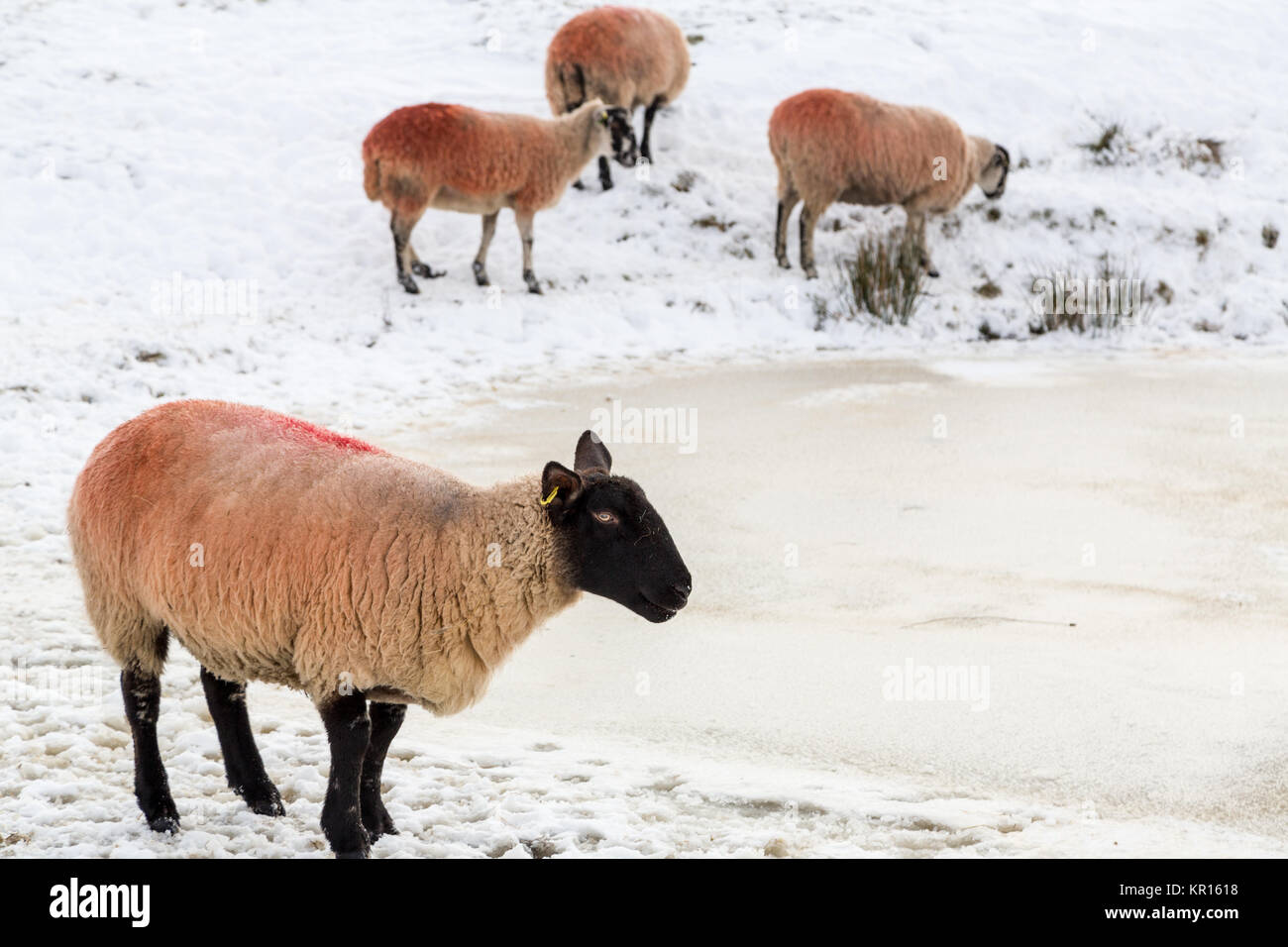 Sheep grazing around a frozen lake trying to drink in bitterly cold ...