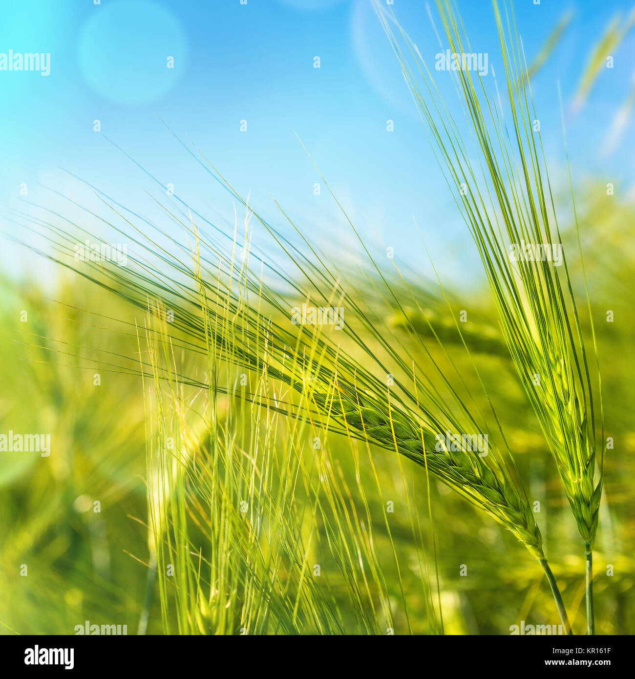 Young plant of wheat hi-res stock photography and images - Alamy