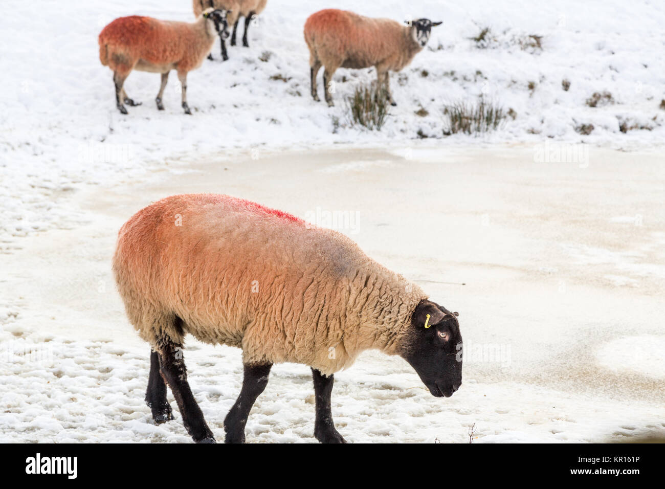 Sheep in snow hi-res stock photography and images - Alamy