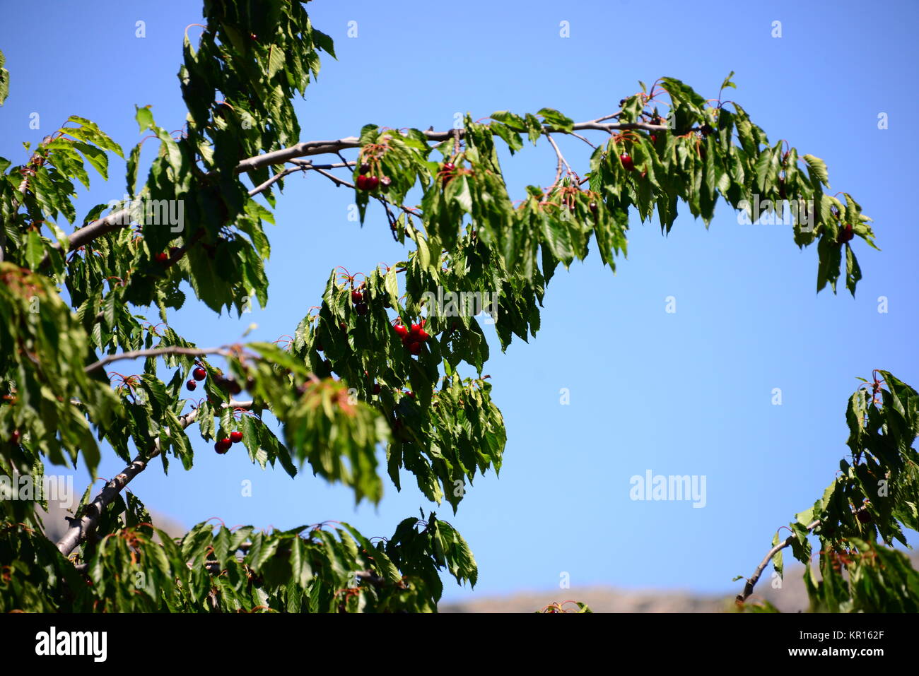 cherry in spain Stock Photo - Alamy