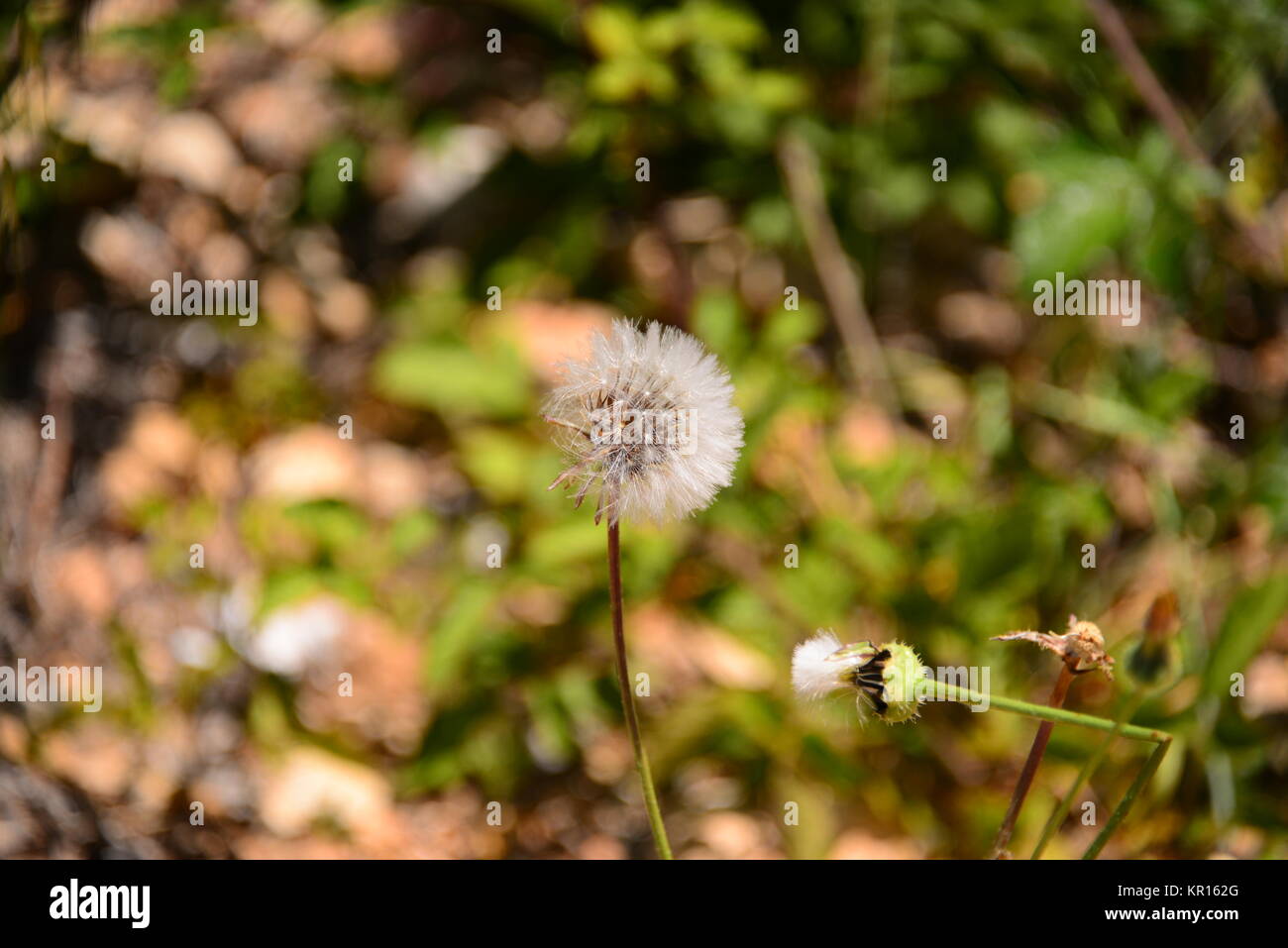 dandelion / dandelion in spain Stock Photo - Alamy