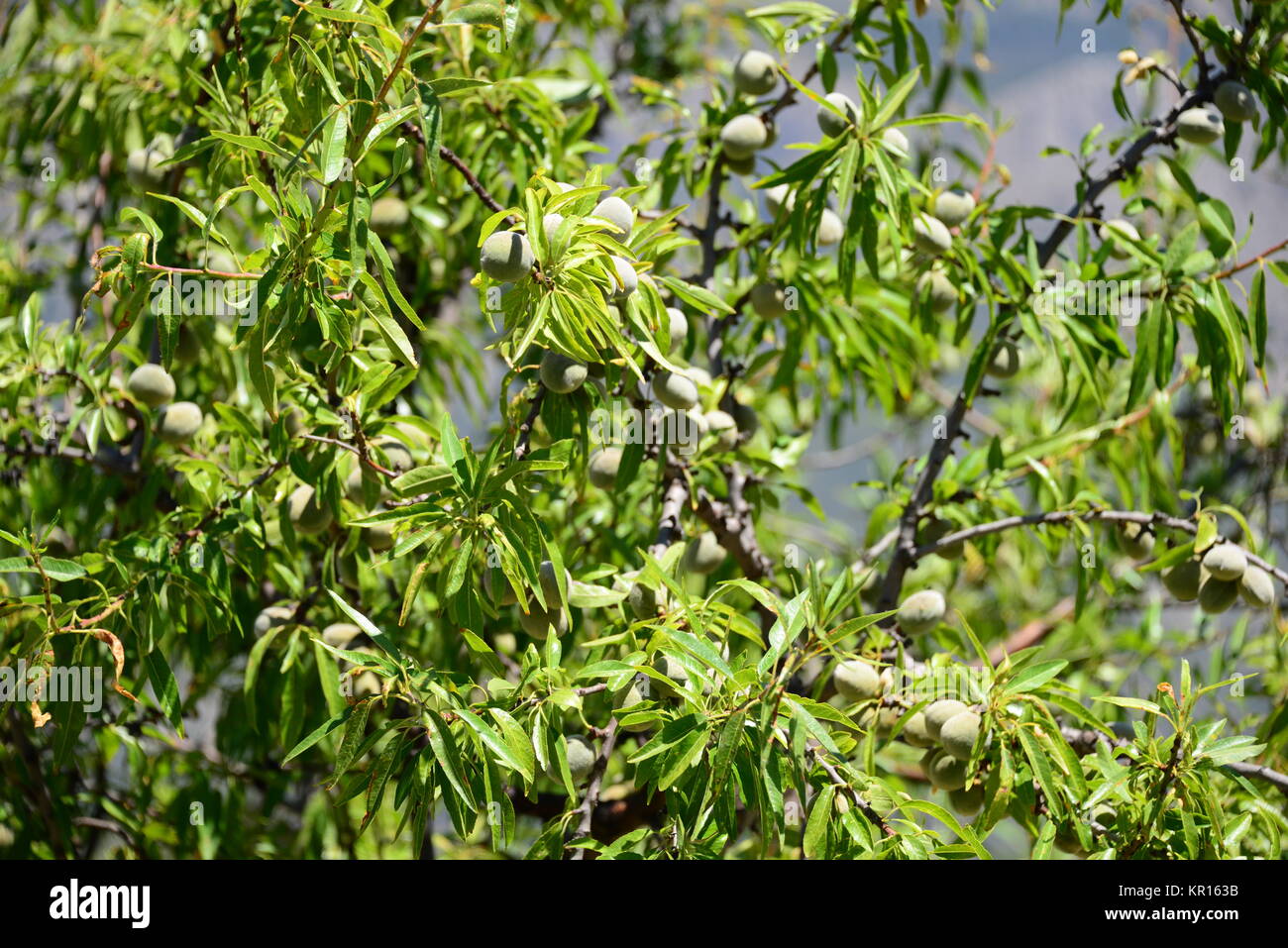 mandelbaum in spain Stock Photo - Alamy