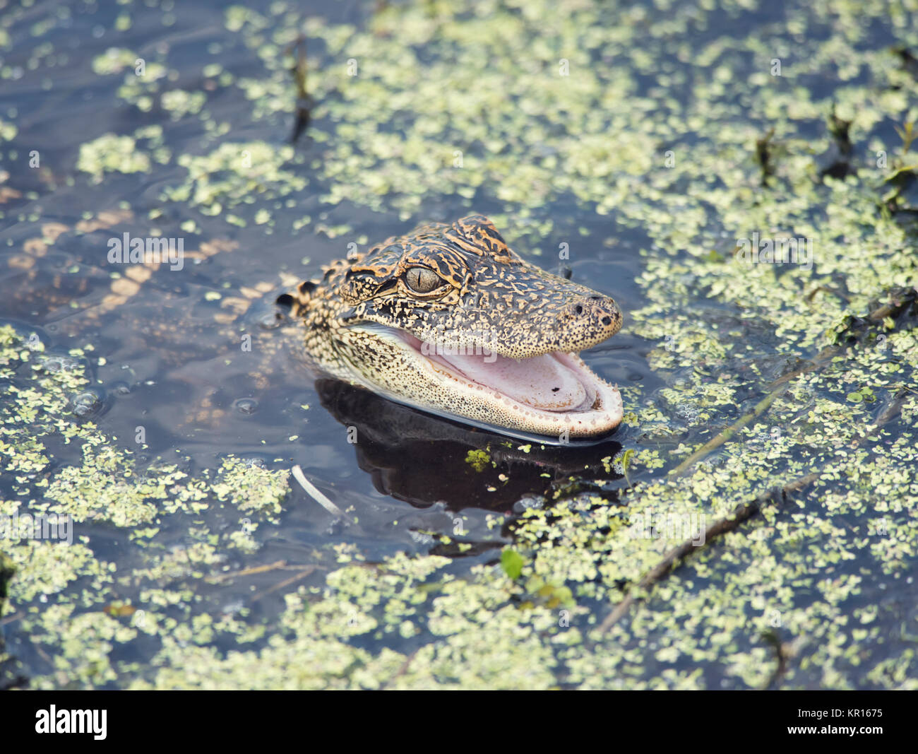 Baby American Alligator Stock Photo - Alamy