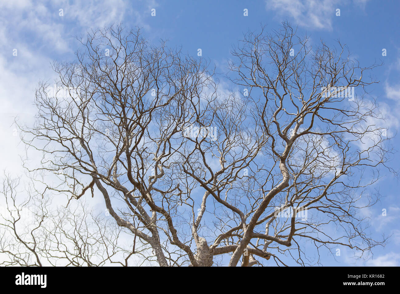 Branch of dead tree Stock Photo - Alamy