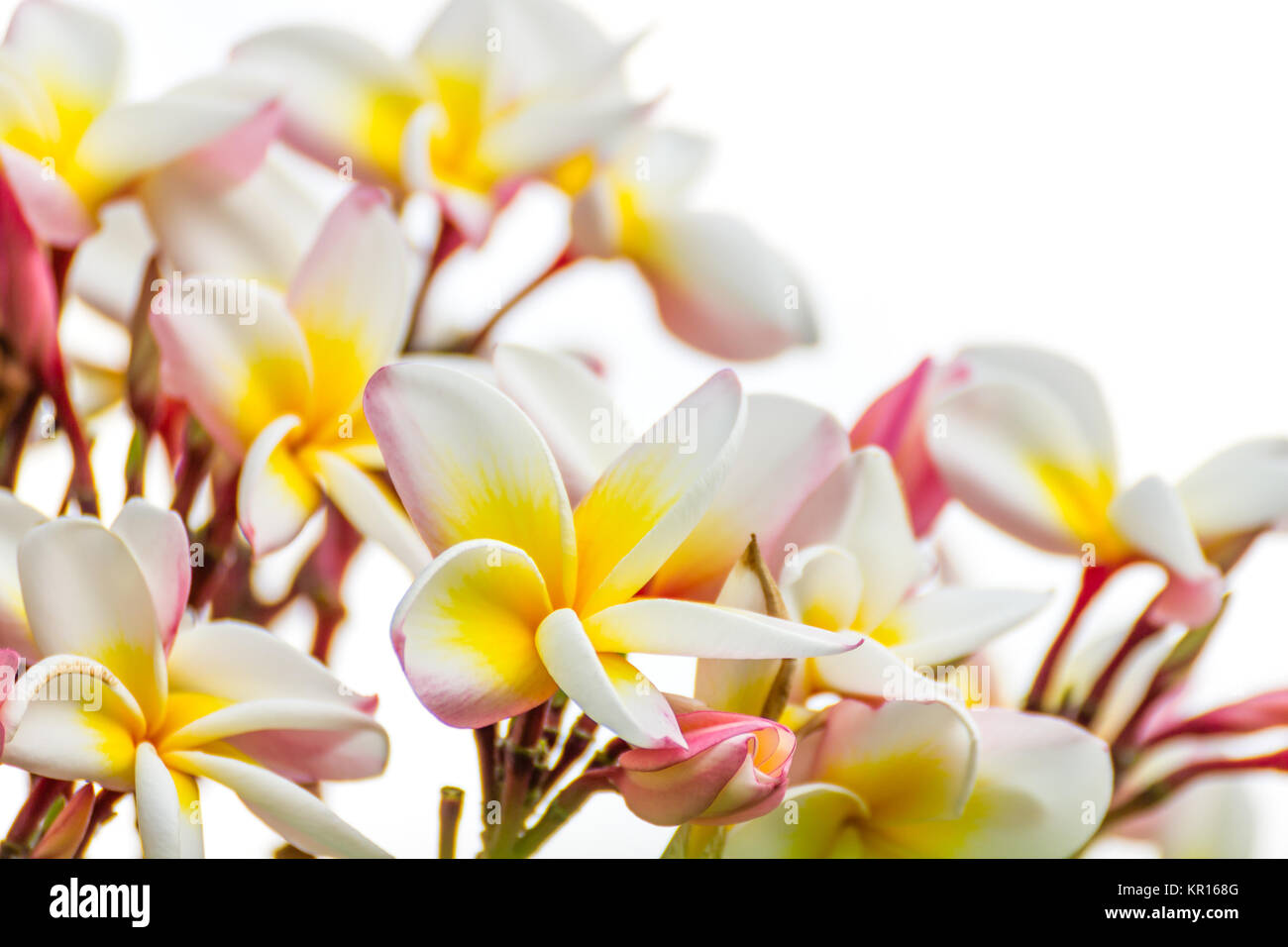 India flower tree white hi-res stock photography and images - Alamy