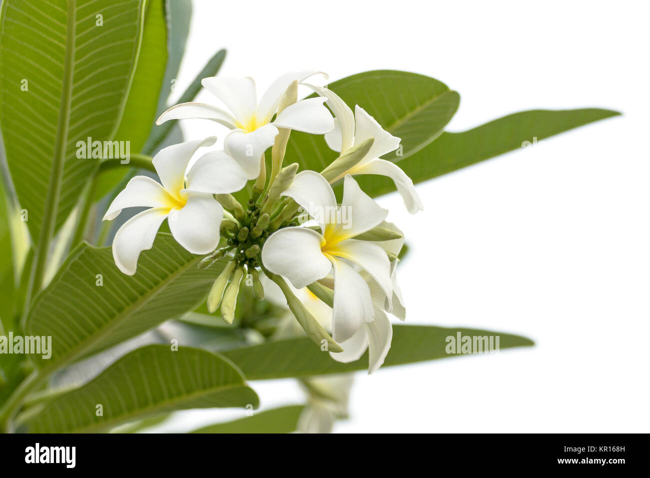 Close up Lan thom flower Stock Photo - Alamy