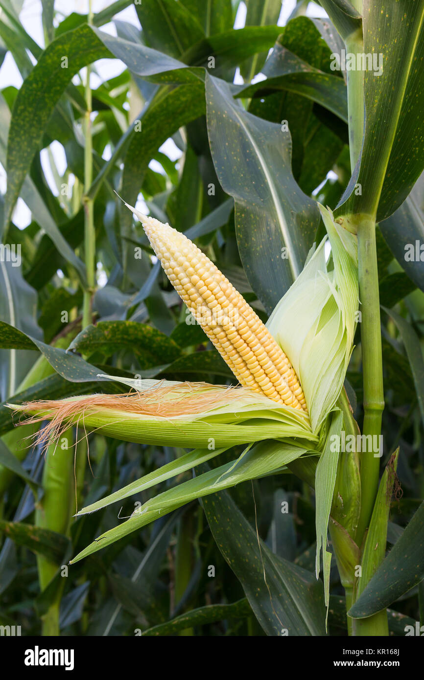 Close up corn on the stalk Stock Photo - Alamy