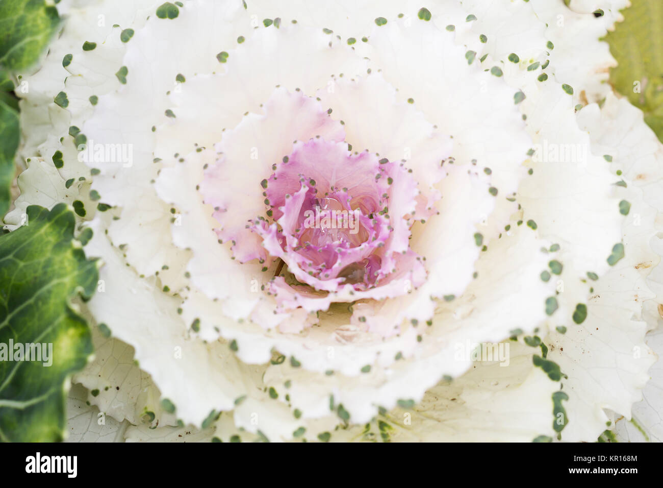 Close up fresh cabbage (brassica oleracea) plant leaves Stock Photo - Alamy