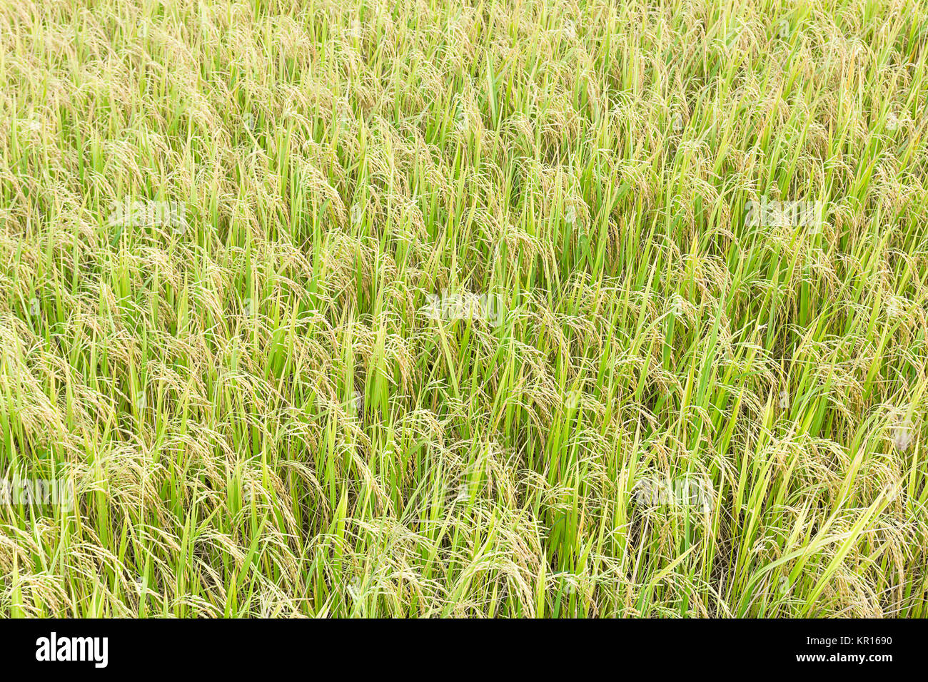 Close up top view rice fields Stock Photo - Alamy