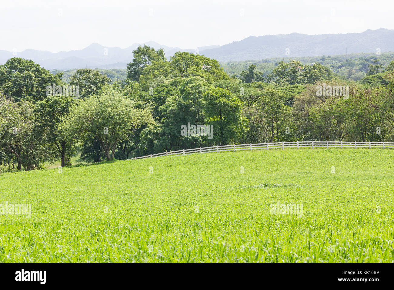 Green grass field Stock Photo - Alamy