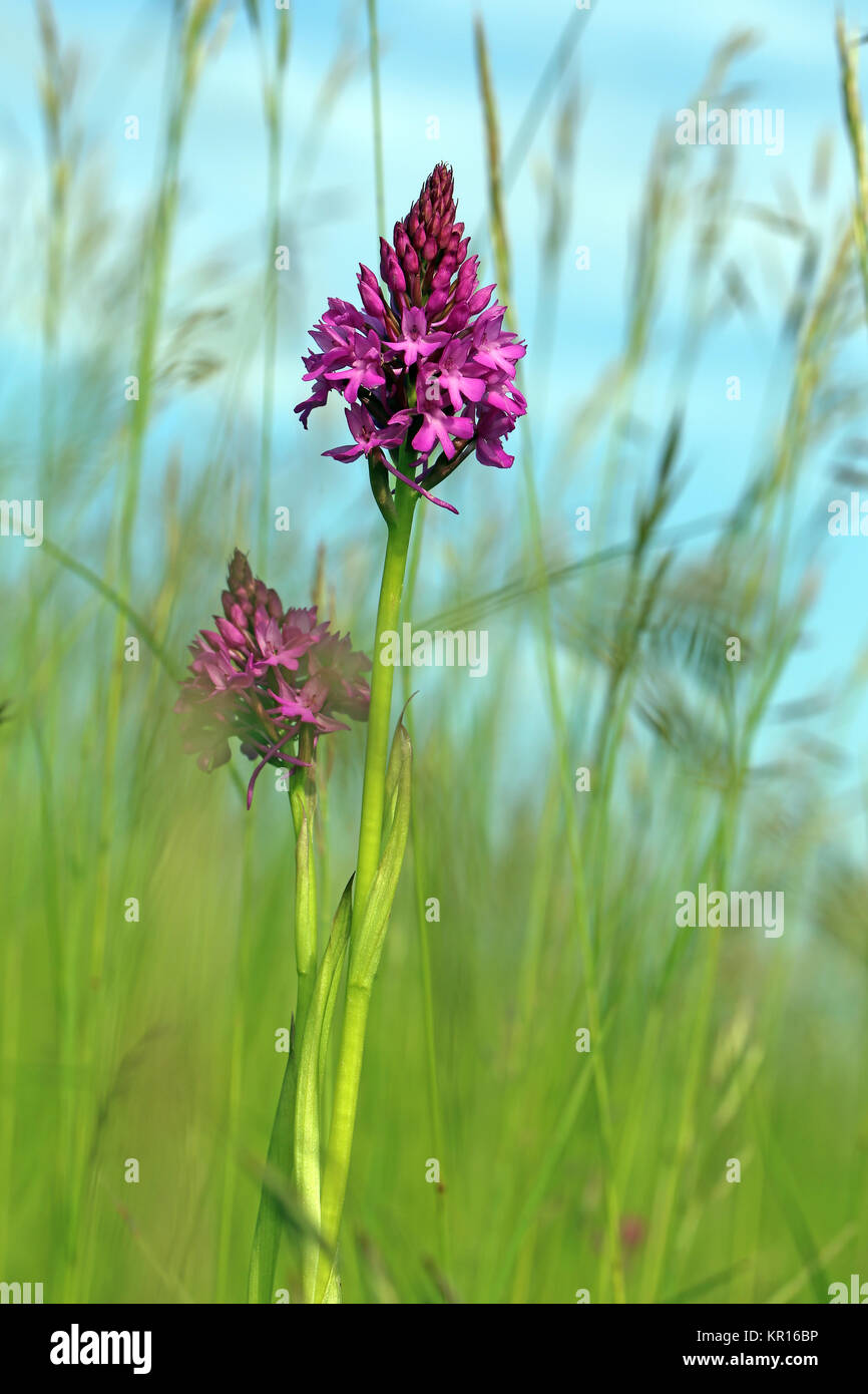 pyramidal anacamptis pyramidalis Stock Photo - Alamy