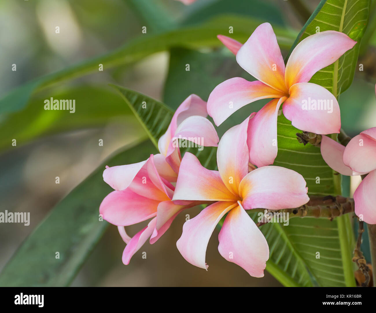 Lan thom flower Stock Photo - Alamy