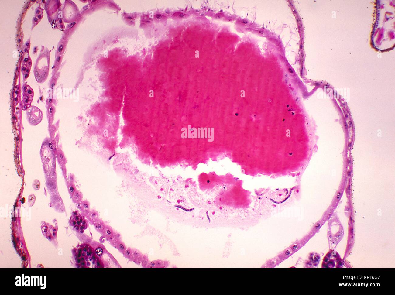 C Collins High Resolution Stock Photography and Images - Alamy