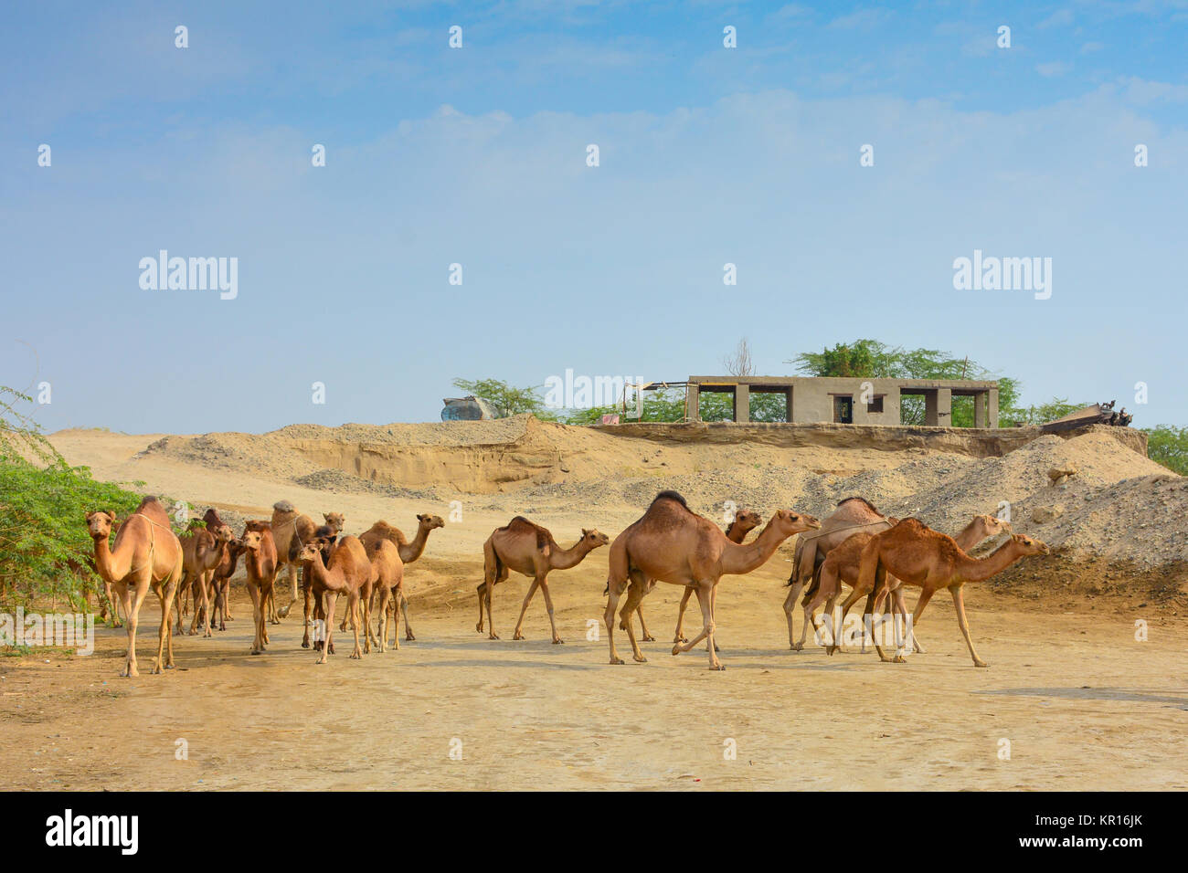 Group of Camels Stock Photo - Alamy