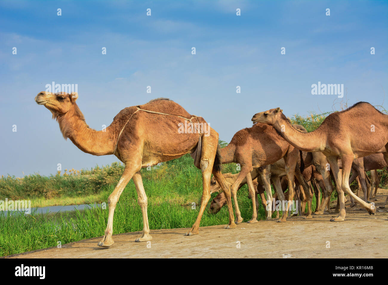Group of Camels Stock Photo - Alamy