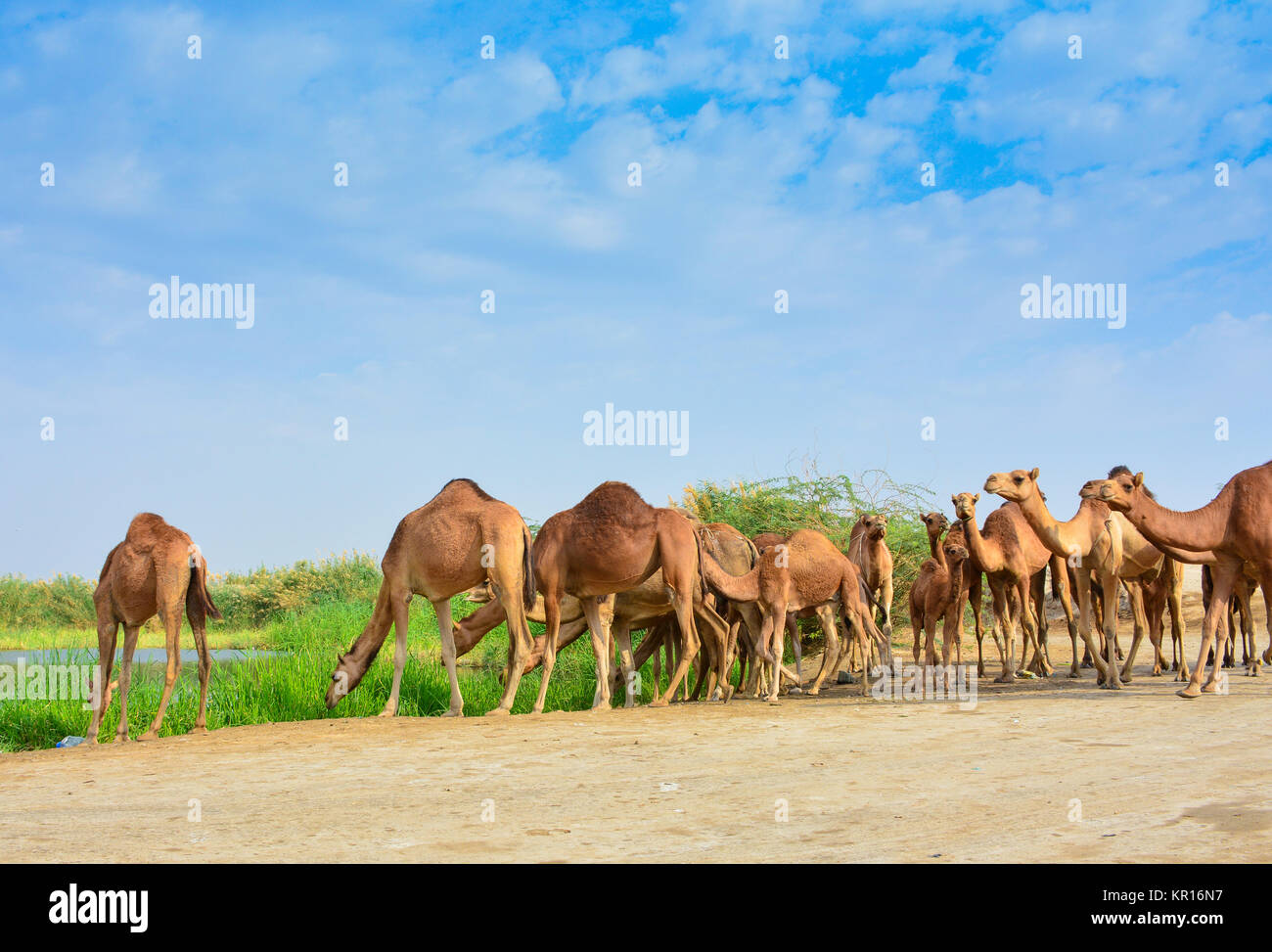 Camels eating hi-res stock photography and images - Alamy