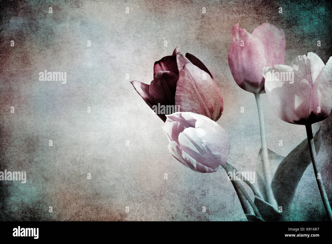 tinted tulips textured Stock Photo - Alamy