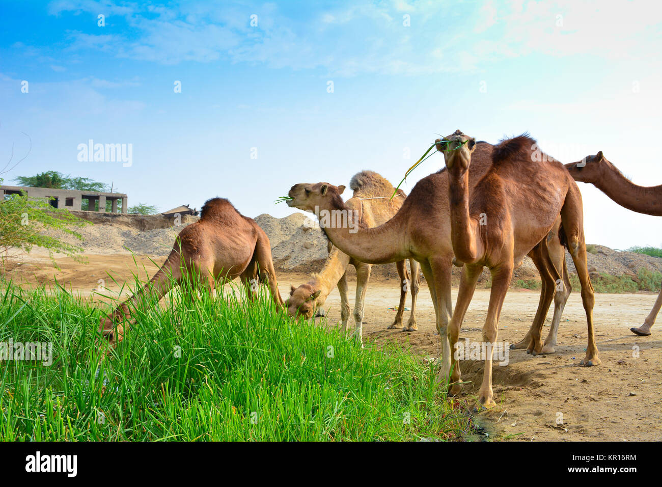 Group of Camels eating grass Stock Photo - Alamy