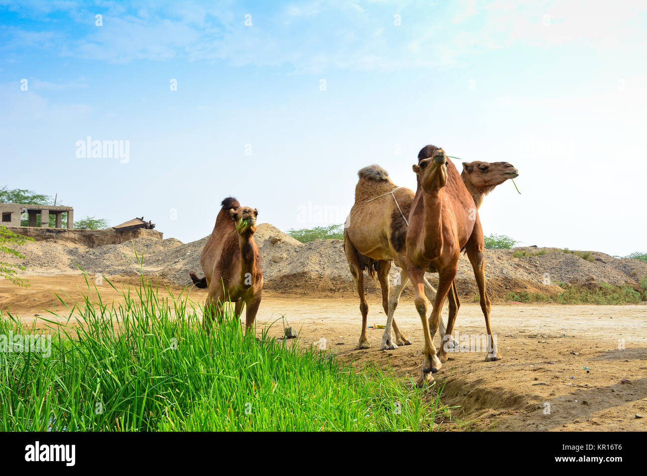 Camels eating hi-res stock photography and images - Alamy