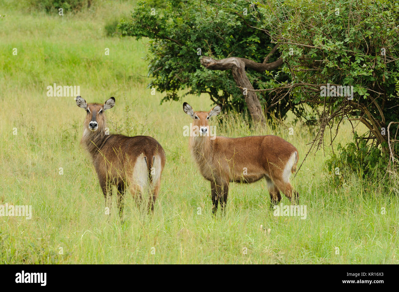 pair of female of Waterbuck (scientific name: Kobus ellipsiprymnus, or ...