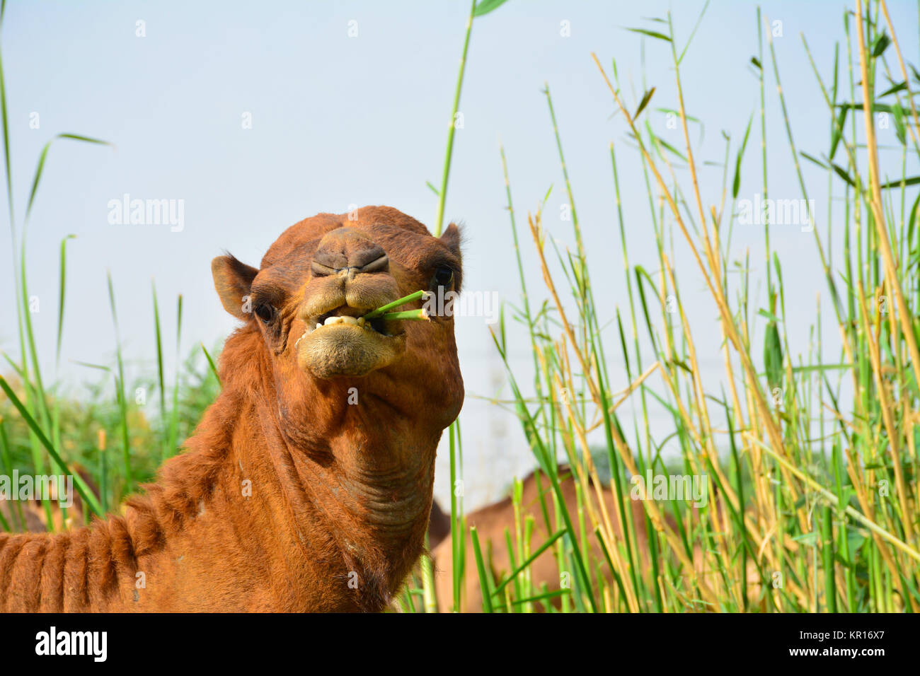 Camel eating grass closeup shot Stock Photo - Alamy