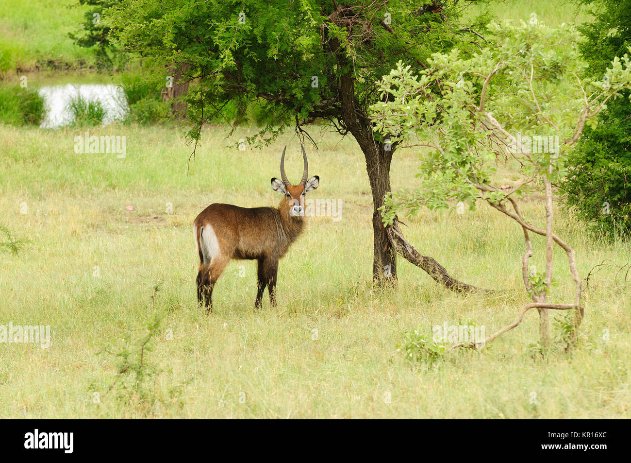 Swaheli image hi-res stock photography and images - Alamy