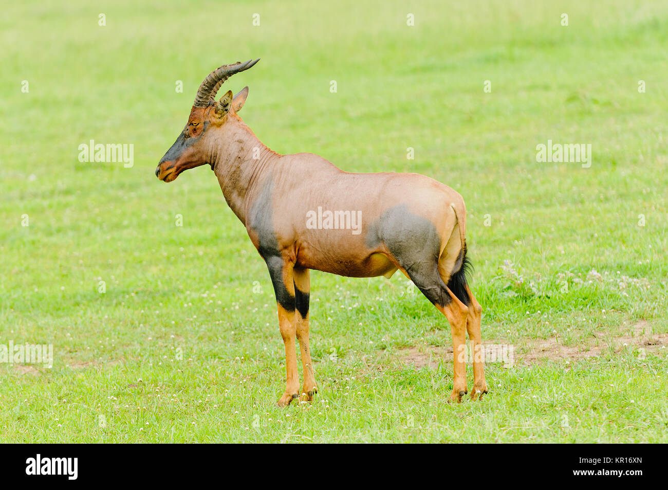 Closeup of Topi (scientific name: Damaliscus lunatus jimela or "Nyamera ...