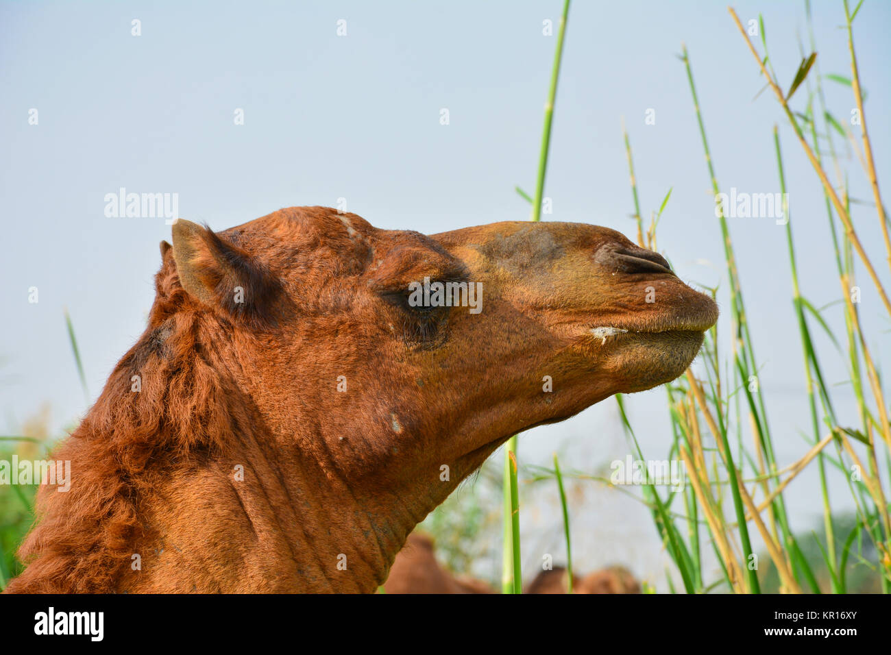 Camel eating grass closeup shot Stock Photo - Alamy