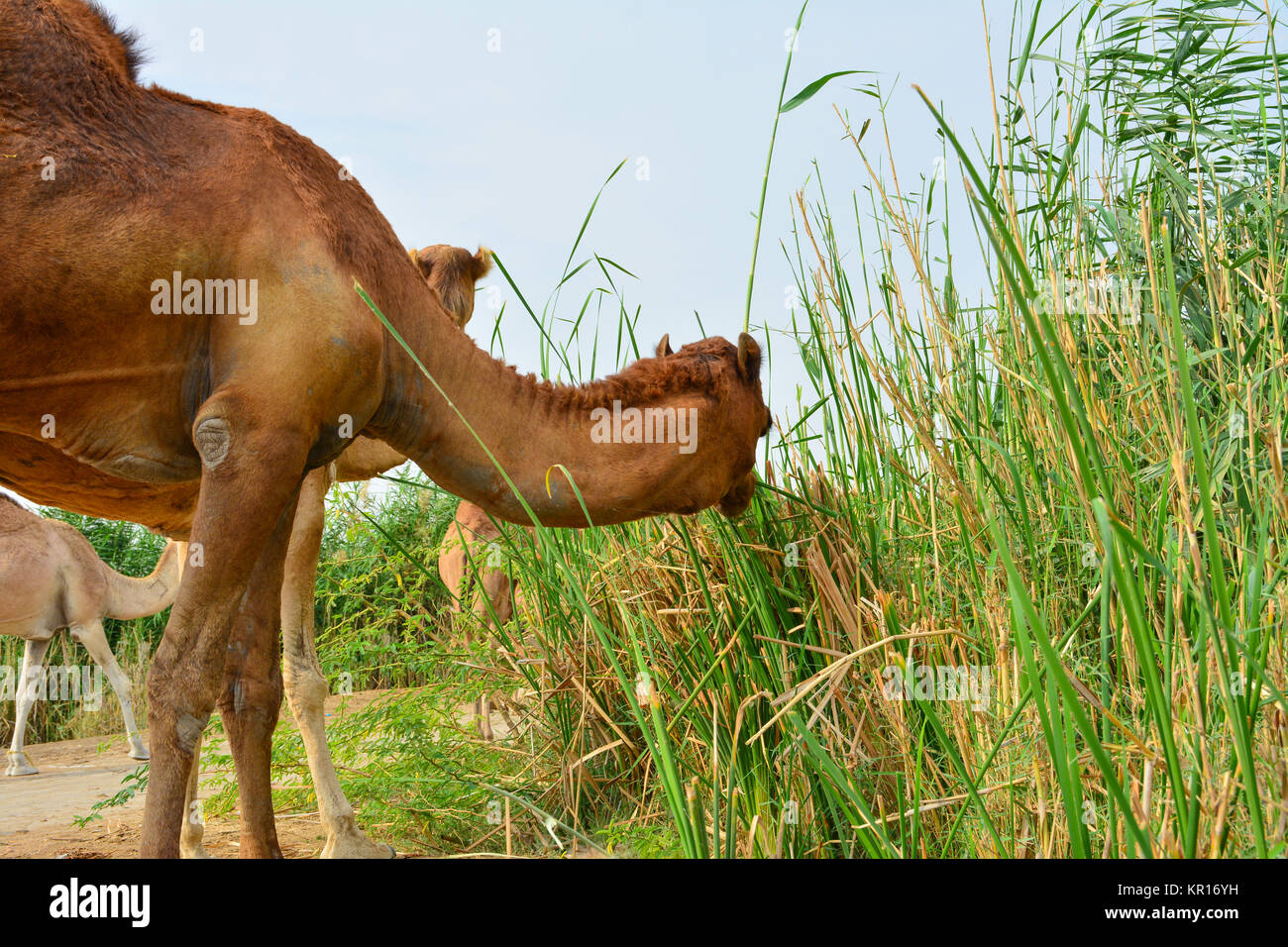 Camel eating grass closeup shot Stock Photo - Alamy