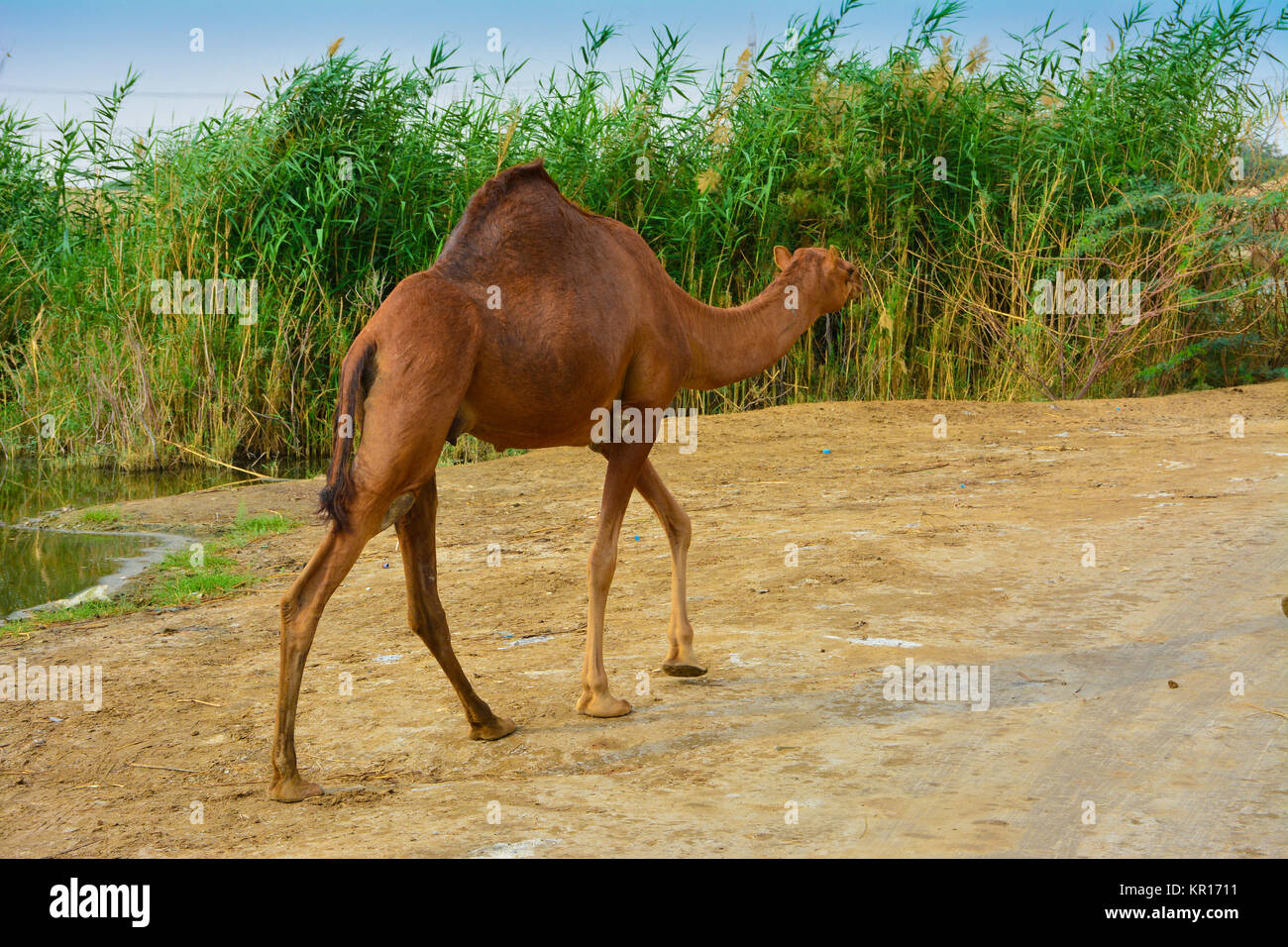 Single camel walking Stock Photo - Alamy
