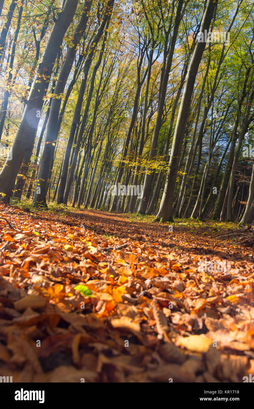 autumn beech forest with some ray of light Stock Photo - Alamy