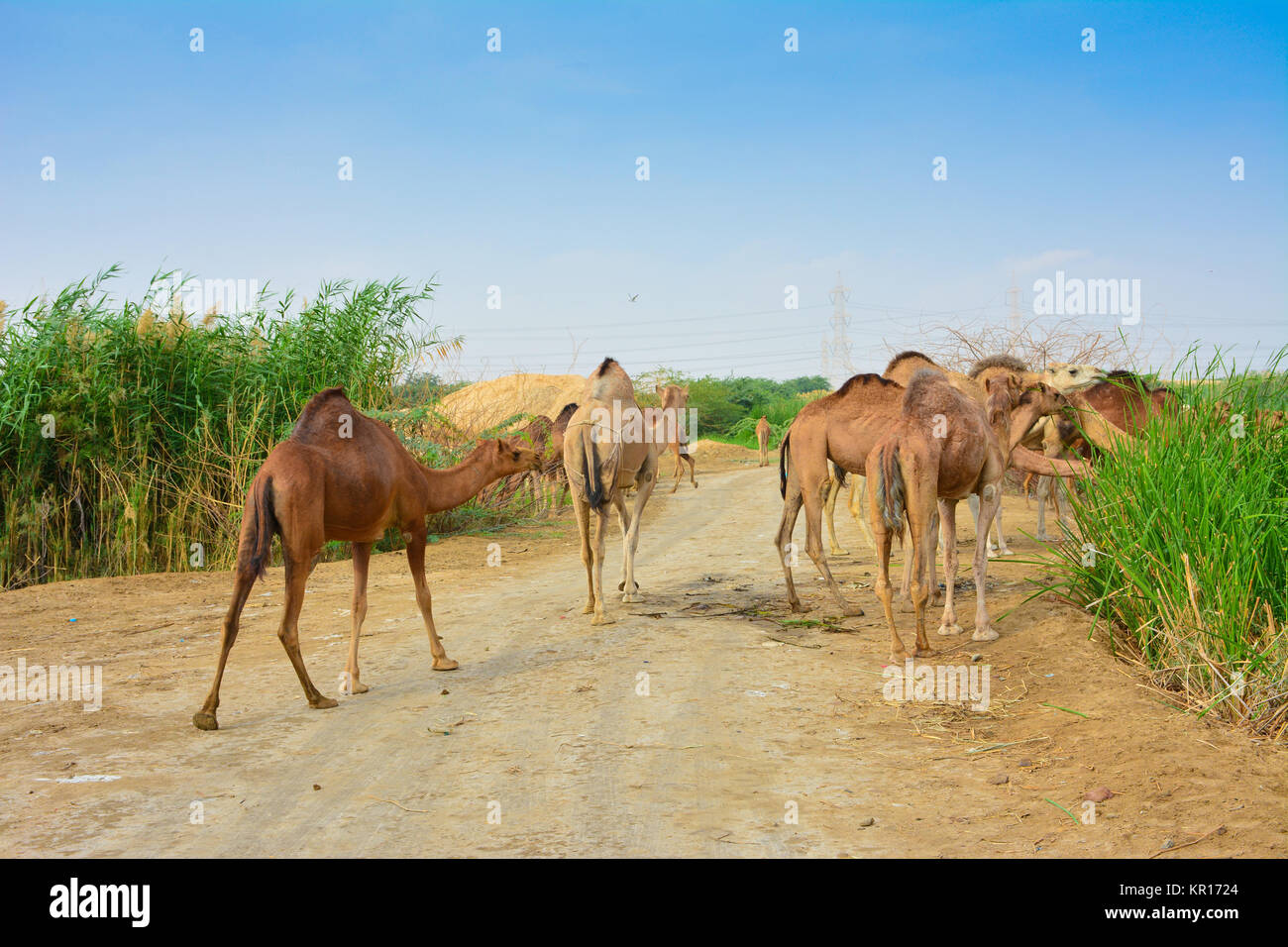 Group of Camels eating grass Stock Photo - Alamy