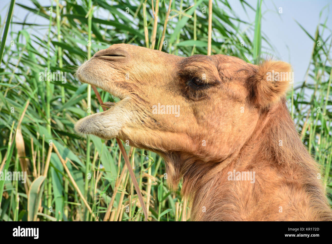Camel eating grass closeup head shot Stock Photo - Alamy