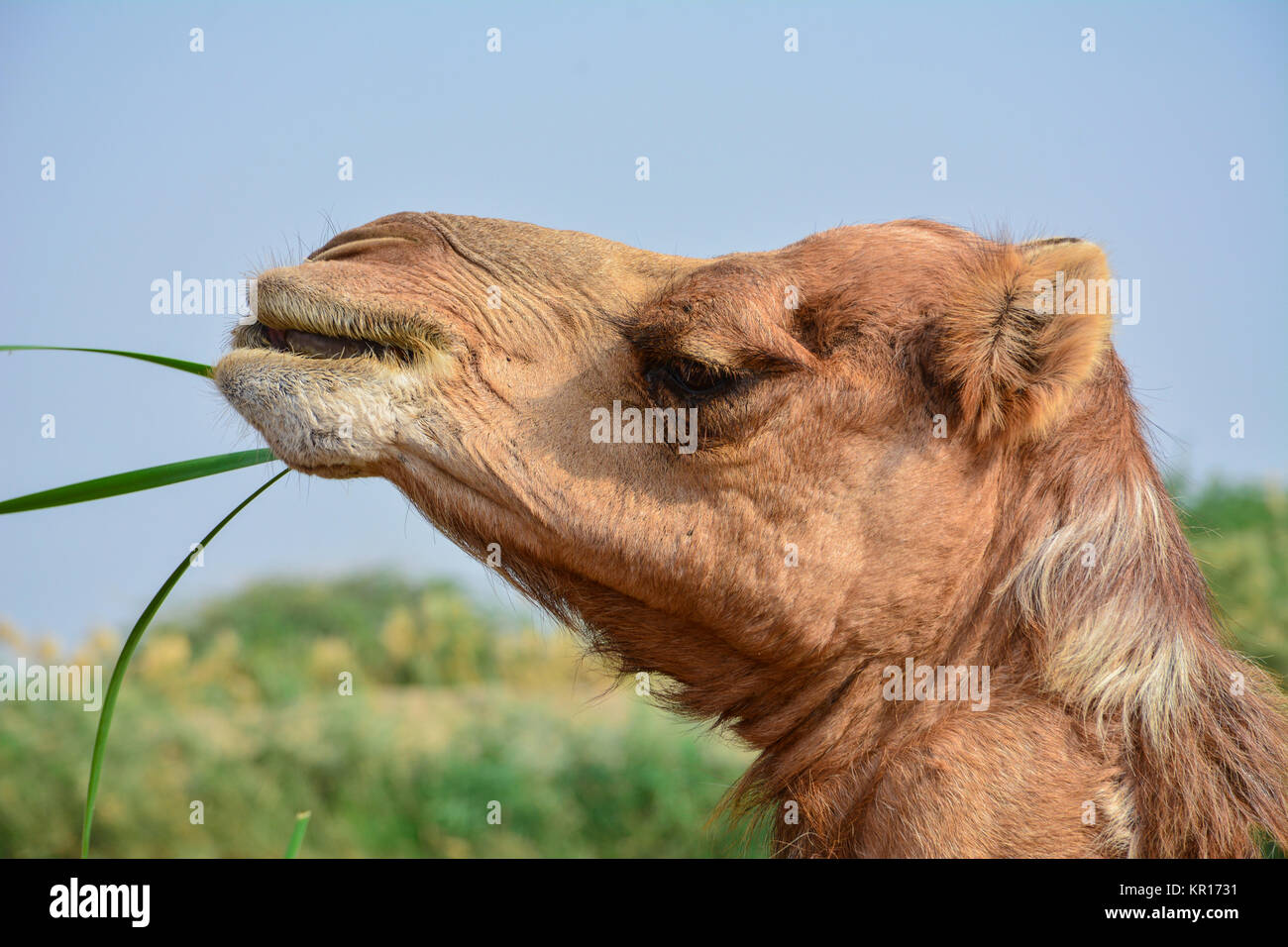 Camel eating grass closeup head shot Stock Photo - Alamy