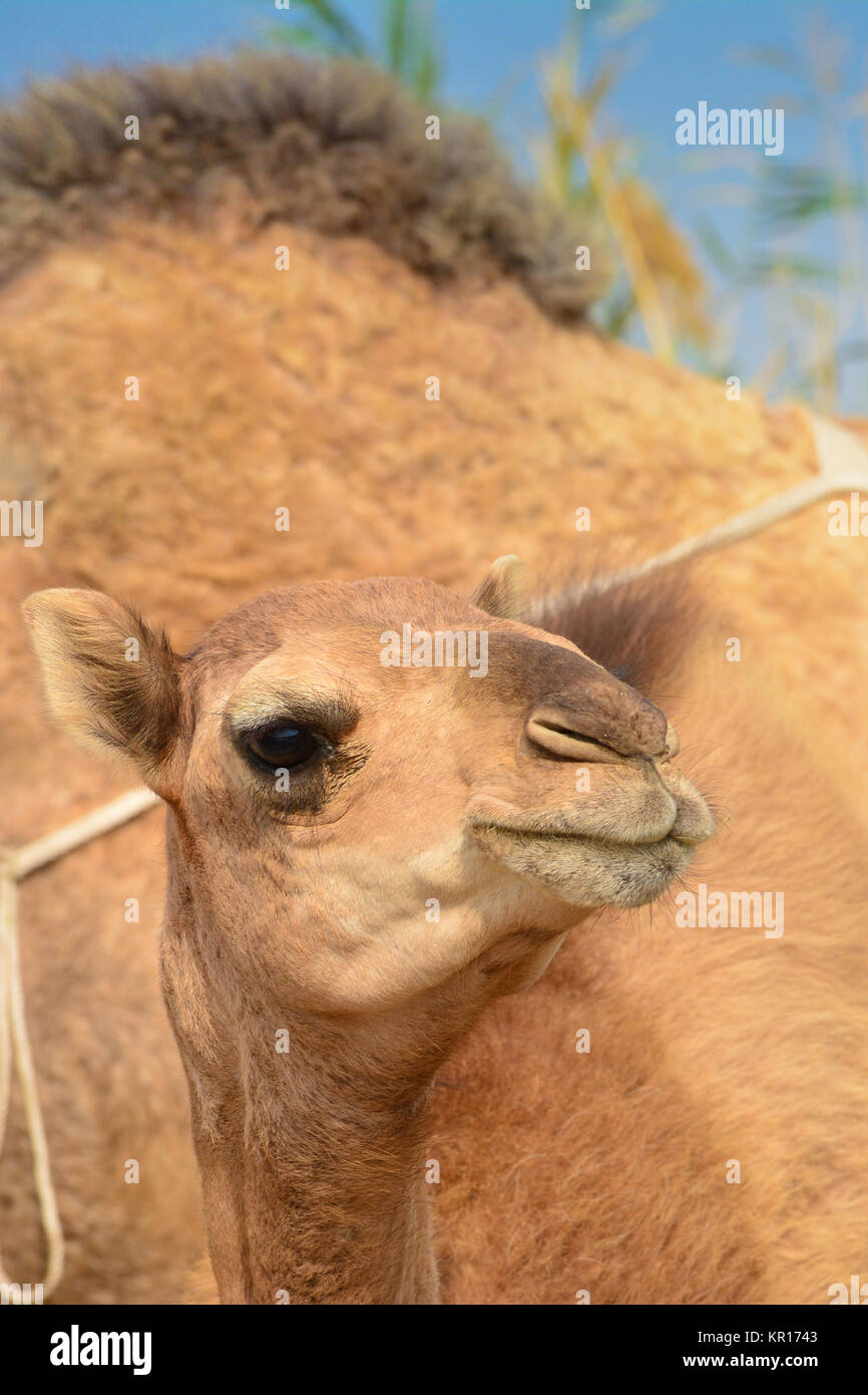 Camel baby oasis hi-res stock photography and images - Alamy