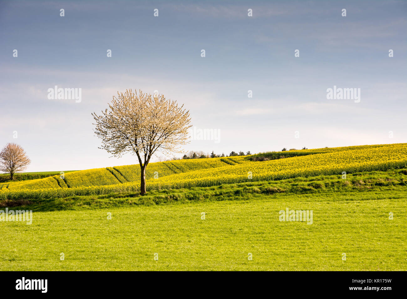 Landscape with a flowering tree Stock Photo - Alamy