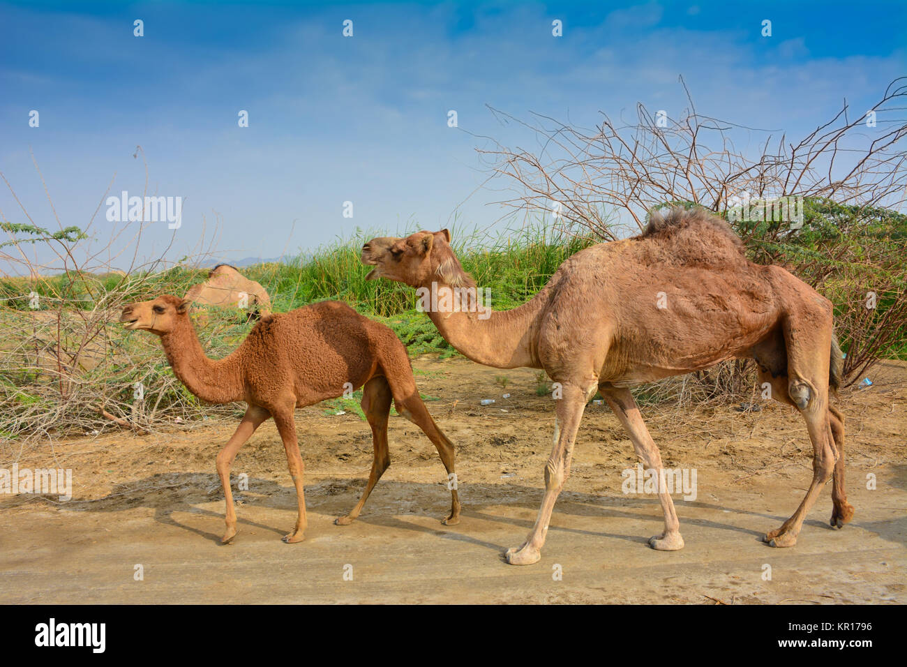 baby camel and mother on desert lake shore Stock Photo - Alamy