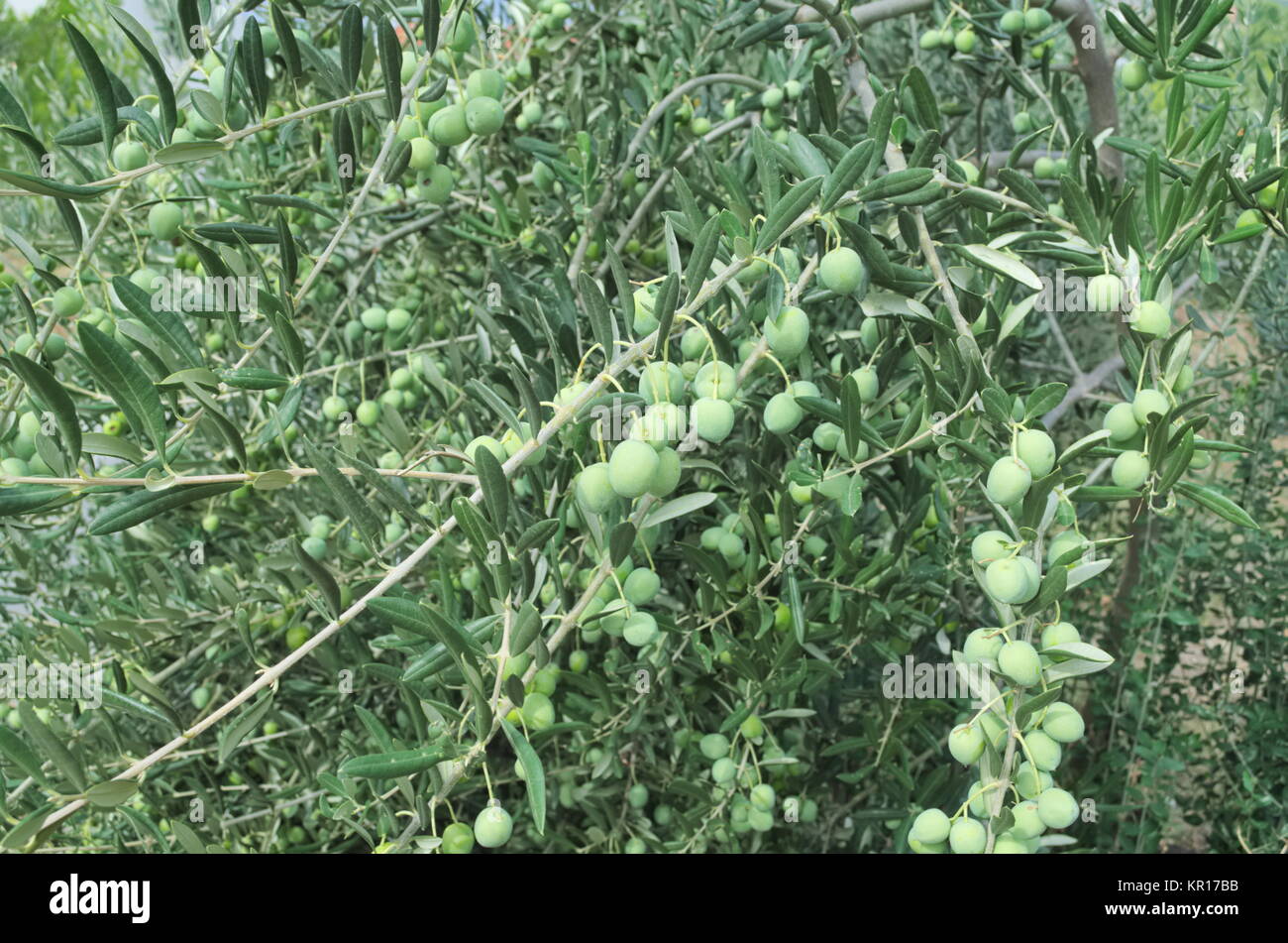 Olive Branches with Olives Stock Photo - Alamy