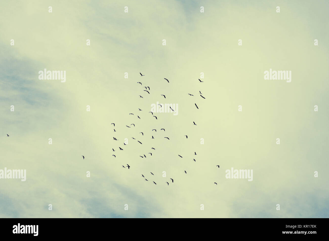 Flock of storks flying high in the beautiful sky Stock Photo - Alamy