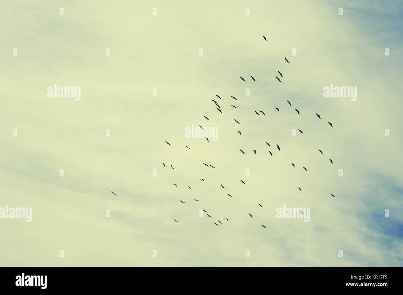 Flock of storks flying high in the beautiful sky Stock Photo - Alamy