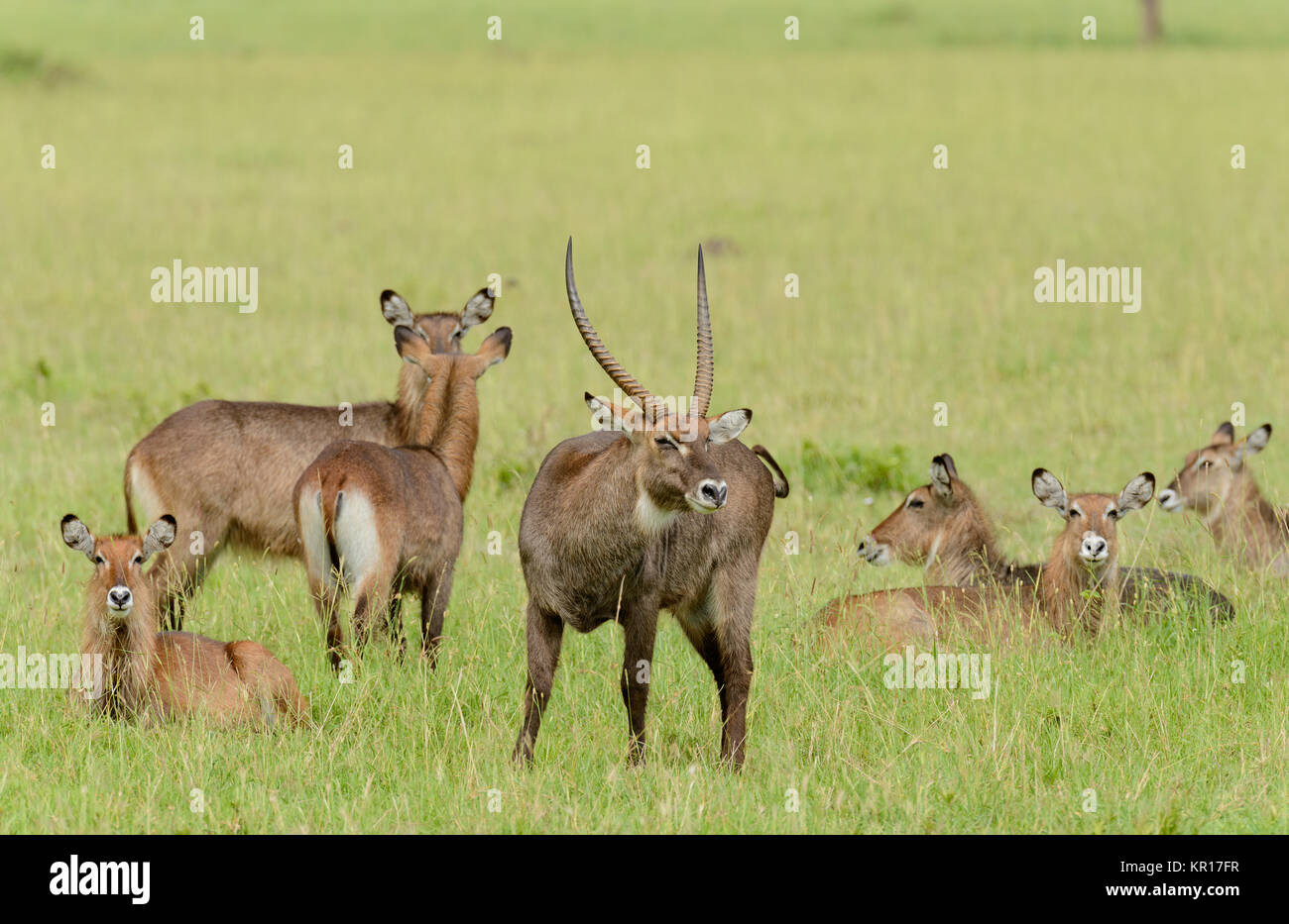 Male Waterbuck with his harem (scientific name: Kobus ellipsiprymnus ...