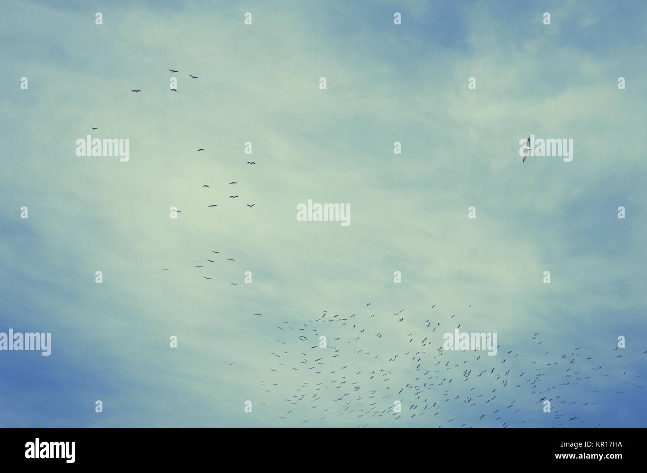 Flock of storks flying high in the beautiful sky Stock Photo - Alamy