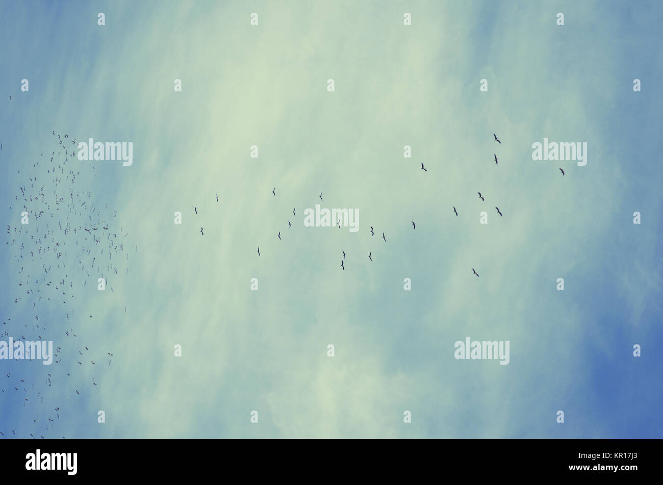 Flock of storks flying high in the beautiful sky Stock Photo - Alamy