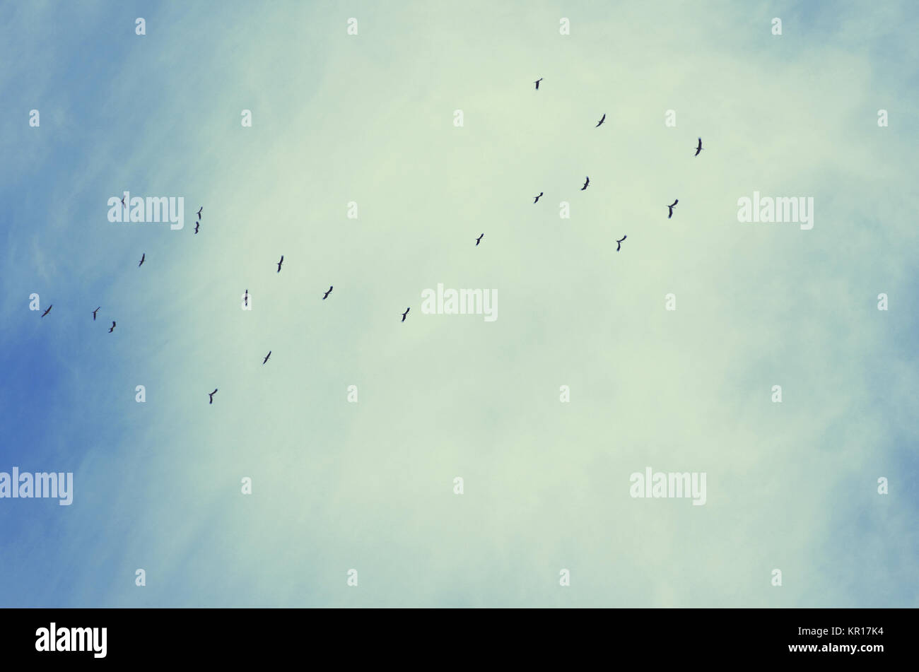 Flock of storks flying high in the beautiful sky Stock Photo - Alamy