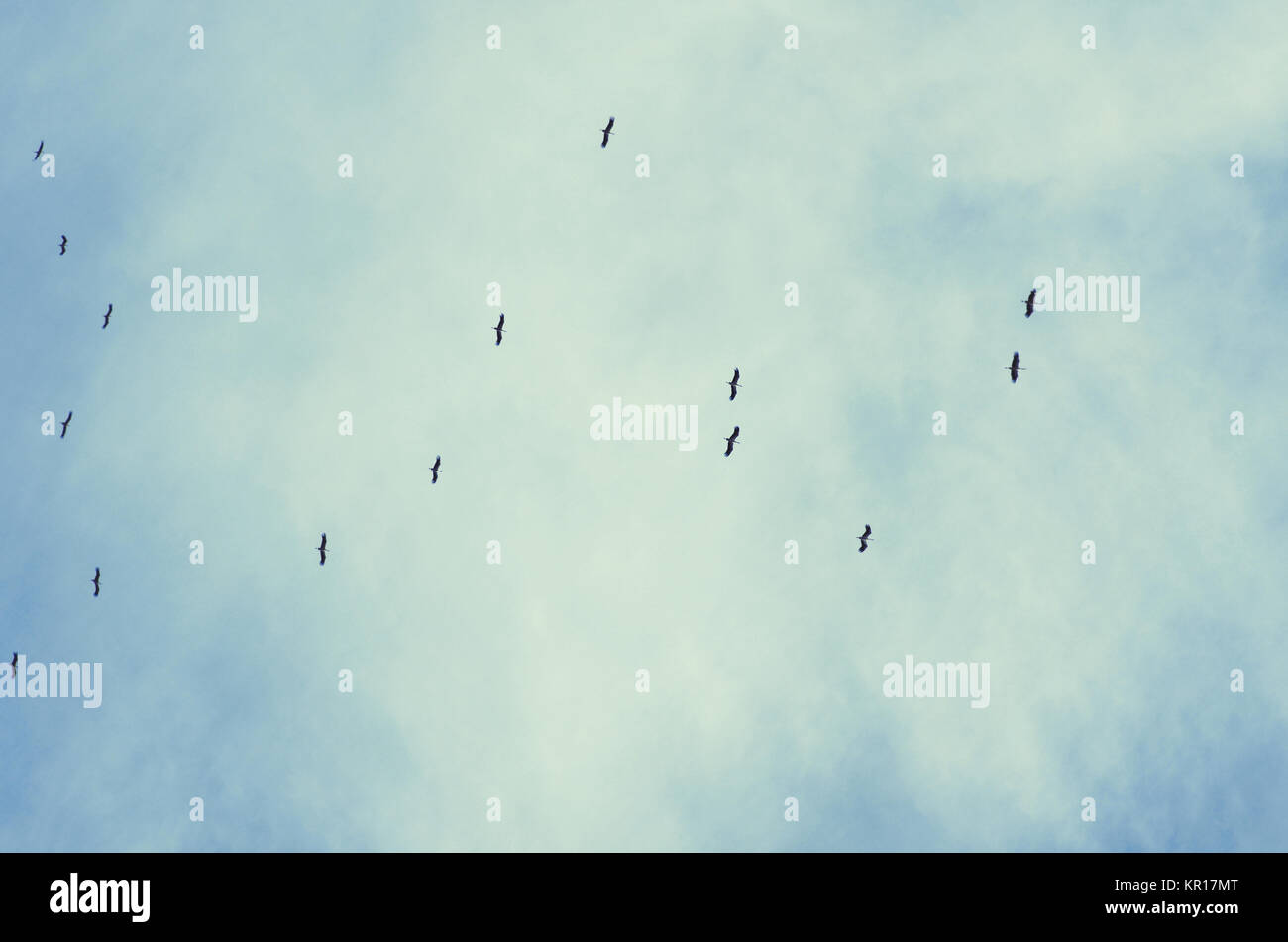 Flock of storks flying high in the beautiful sky Stock Photo - Alamy