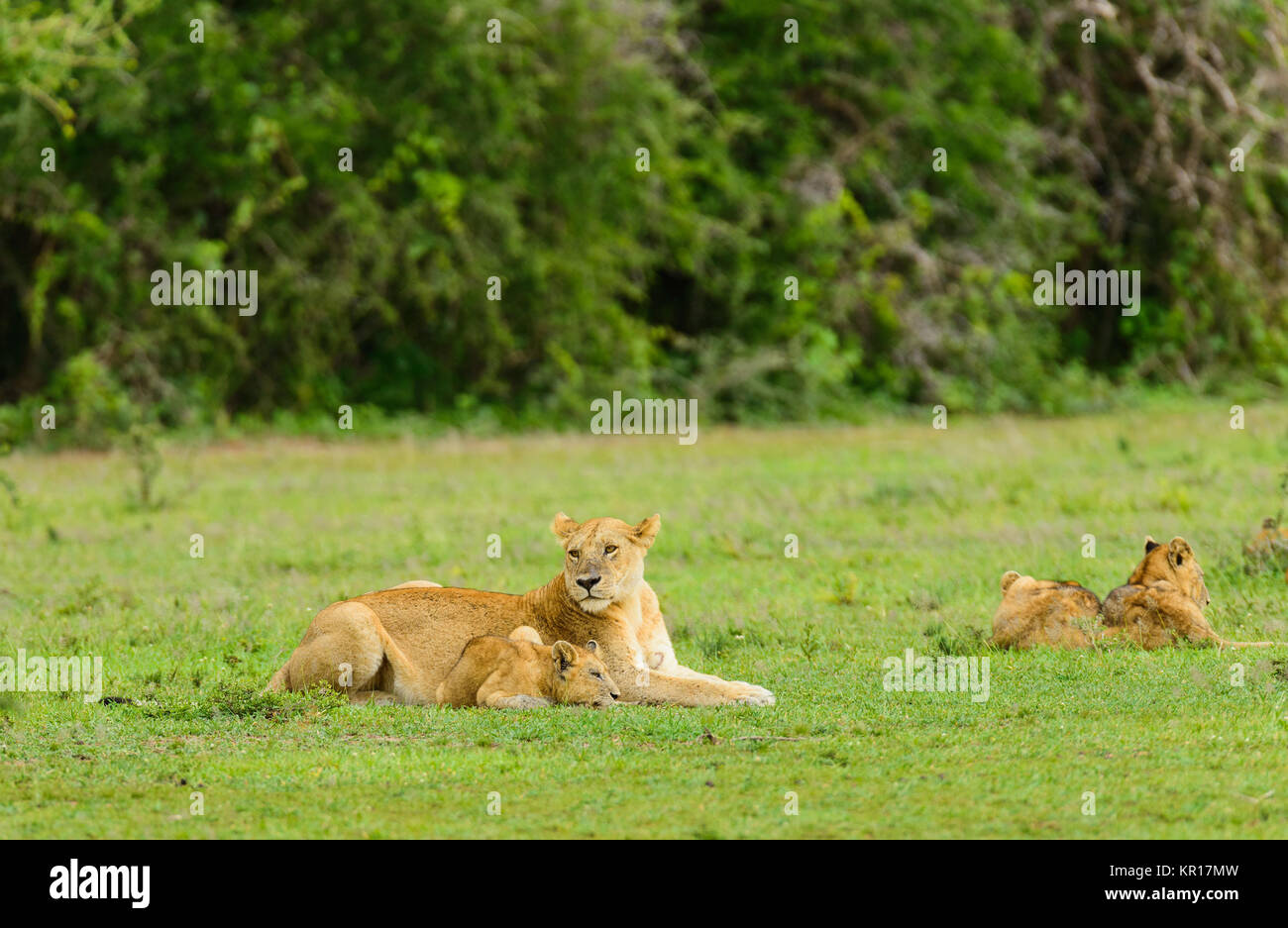 Lioness with sleeping cubs (scientific name: Panthera leo, or "Simba ...
